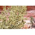 40 STANSBURY CLIFFROSE Purshia Stansburiana Cliff Rose Native Desert ...