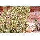 40 STANSBURY CLIFFROSE Purshia Stansburiana Cliff Rose Native Desert ...
