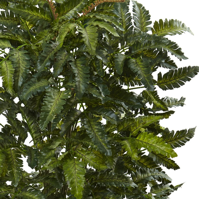 True Fern