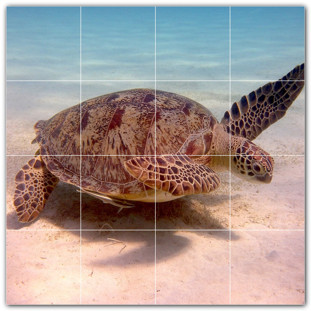 Picture-Tiles.com: Turtle Ceramic Tile Wall Mural WAL501054-44XL. 48"W ...