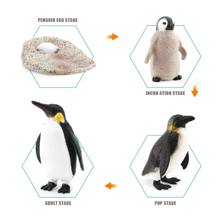 Life Cycle Of A Penguin