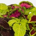 Expert Gardener 4-Pack Multicolor Coleus Live Annual Plant Shade ...