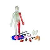 SmartLab Squishy Human Body Kit - Visible Science Anatomy Learning Toy ...