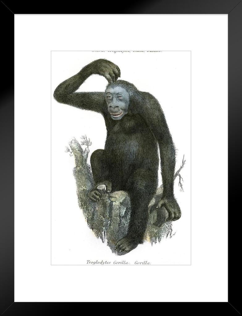 Gorilla Scratching Head Antique 1803 Illustration Pictures Of Gorillas ...