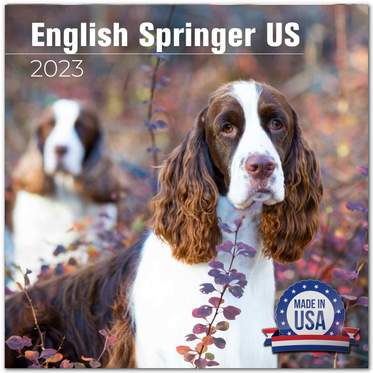 What Is The Best Natural English Springer Spaniel Chewable Food
