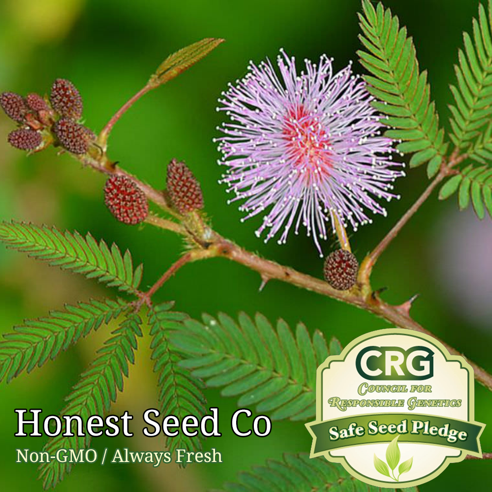 Mimosa Pudica Seeds
