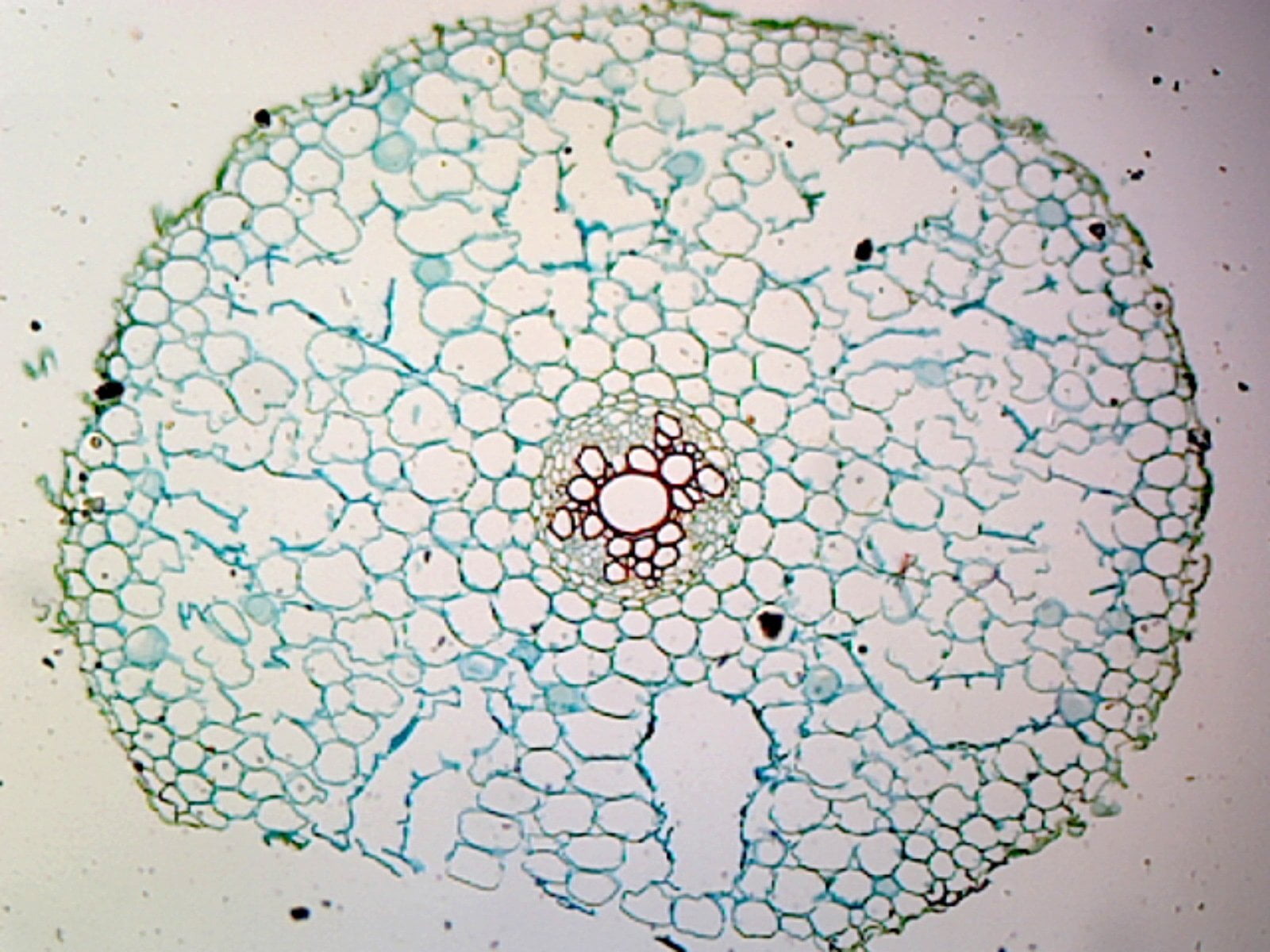 GSC International Elodea Stem Tip Cross Section Microscope Slide ...