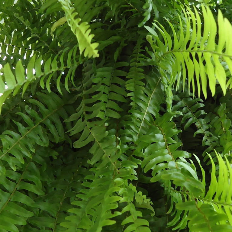 Tropical Fern Plants