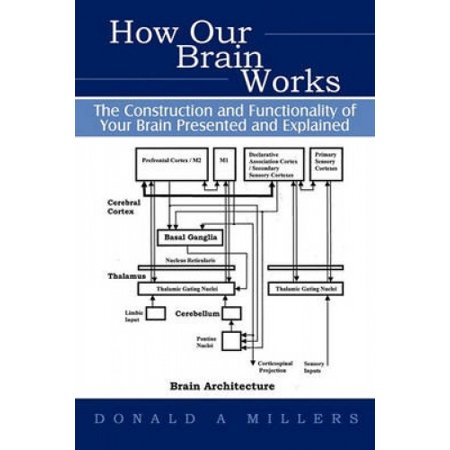 How Our Brain Works: The Construction and Functionality of Your Brain ...