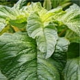 QAUZUY GARDEN 100 Premium STF9 Jamaican Callaloo (Amaranthus) Caribbean ...