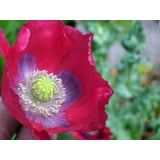 100 Seeds HENS and CHICKS Poppy Hens & Chickens Breadseed Lettuce Leaf ...