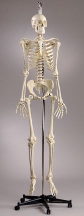 Premier Skeleton w/Female Pelvis Hang up Mount|Support de suspension ...