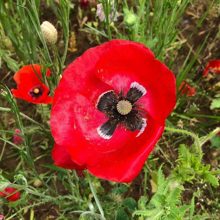 Corn Poppy