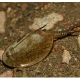 Triassic Triops Deluxe Kit: Includes Eggs, Aquarium, Food - Hatch Your ...