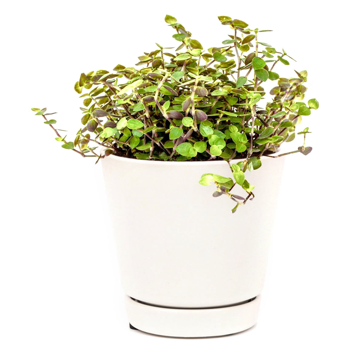 Callisia Repens Sedum (4"+ Minimalist Pot) - Easy to Care Indoor Plant ...