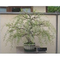 Live Weeping Willow Money Tree Bonsai - Thick Trunks, Fast-Growing ...