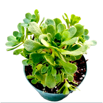 Sedum Clavatum #A Succulent Live Plant 2 Inch for Indoor Outdoor Home ...