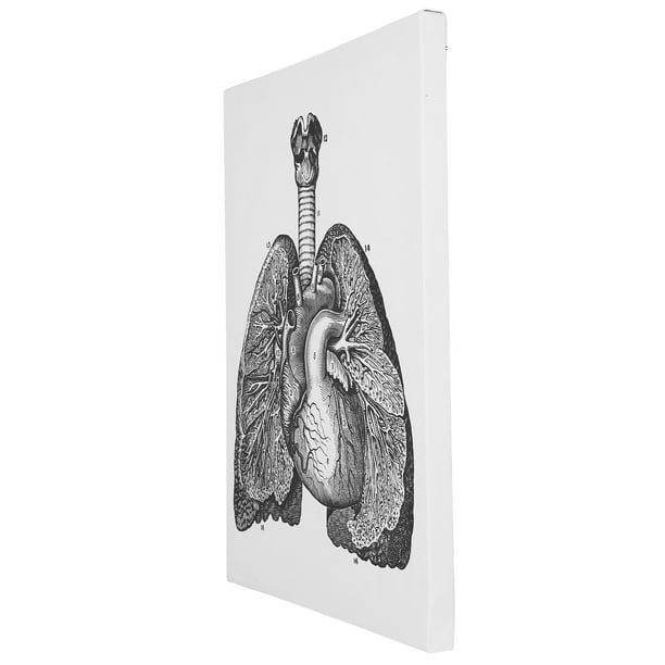 Wall Art Painting, Density Board Hanging Anatomy HD Printing Organ ...
