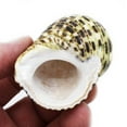 6 Hermit Crab Shells Large Turbo Changing Seashells Large 2"-3" Size ...