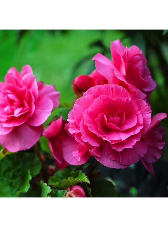 Apple Seeds in Seed Gardening - Walmart.com