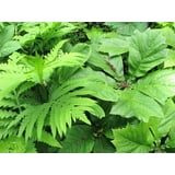 1000 + SENSITIVE FERN Onoclea Sensibilis aka Bead or Sympathy Fern ...