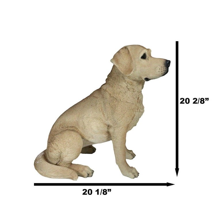 White And Yellow Labrador Retriever