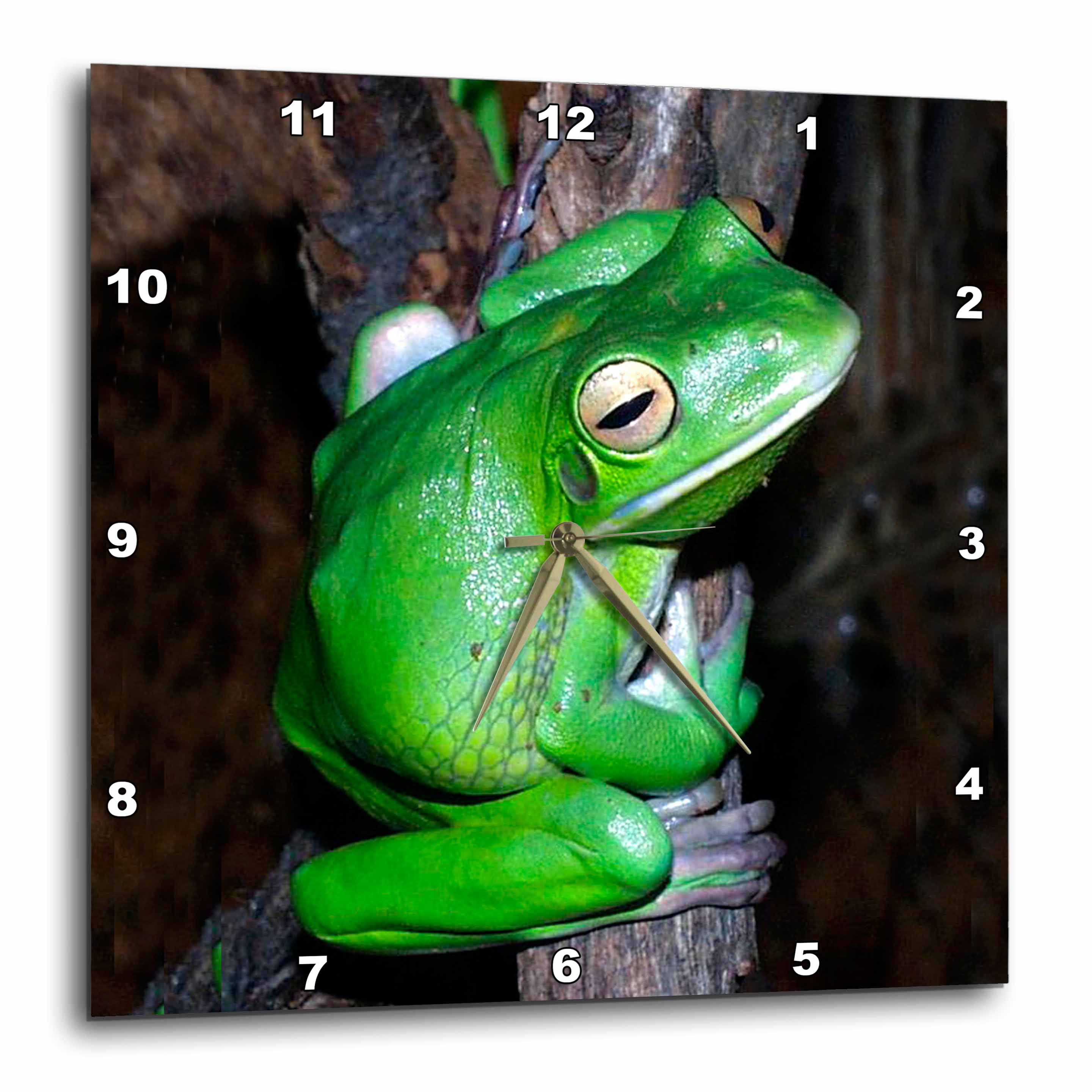 3dRose Tree Frog - Wall Clock, 10 by 10-inch - Walmart.com
