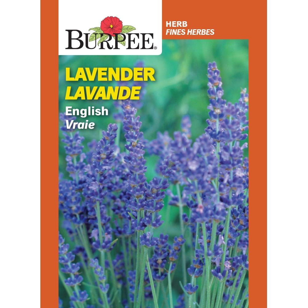 Click here for Burpee Canada Burpee English Lavender prices