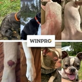 Winpro Allergy Relief Chews for Dogs, Plasma-Powered with Natural ...