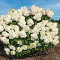 3 gal Hydrangea Sweet Starlight Live Shrub Full Sun with White and Pink ...