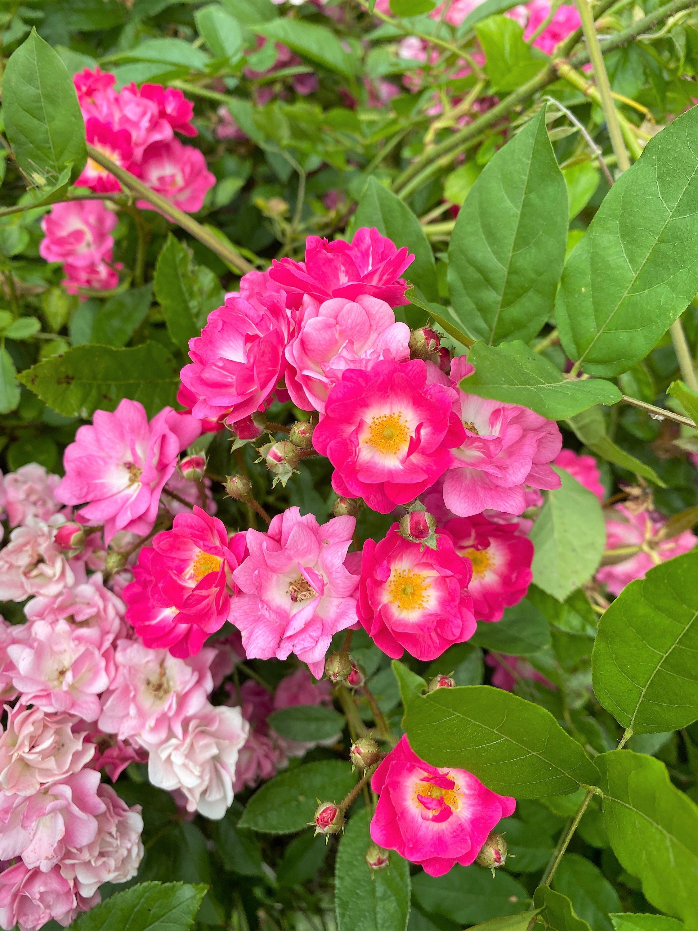 25 SWEET BRIAR ROSE Multiple Shades of Pink Eglantine Rose Rosa ...