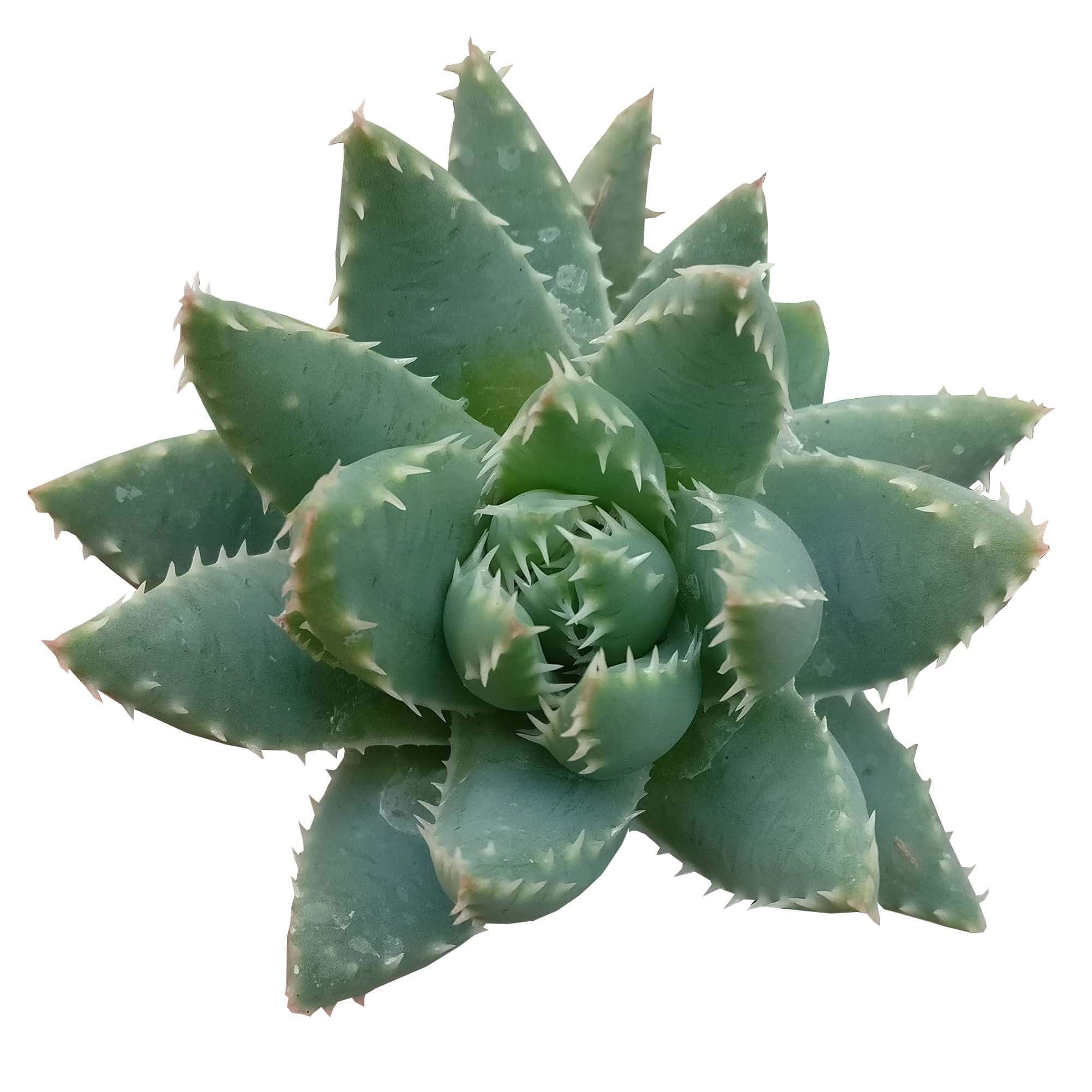Aloe Brevifolia, Short-leaved Aloe, Best Succulent for Beginner 4 inch ...
