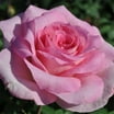 Heirloom Roses - Mme Caroline Testout Hybrid Tea Rose Plant - Walmart.com