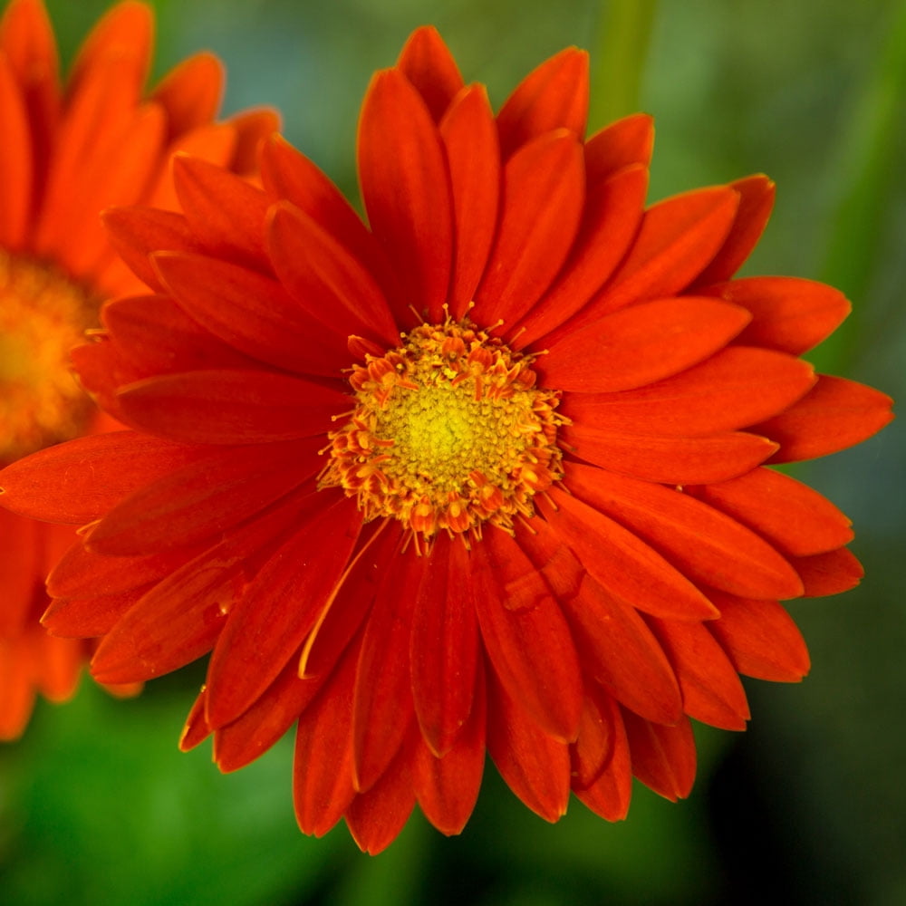Orange Gerber Daisy