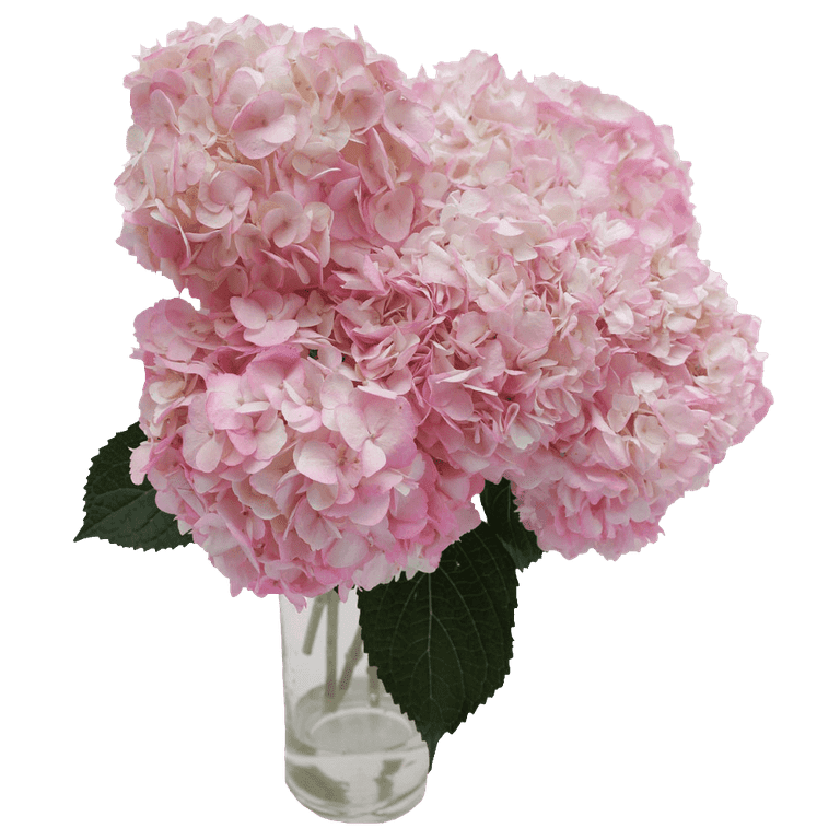 Light Pink Hydrangea