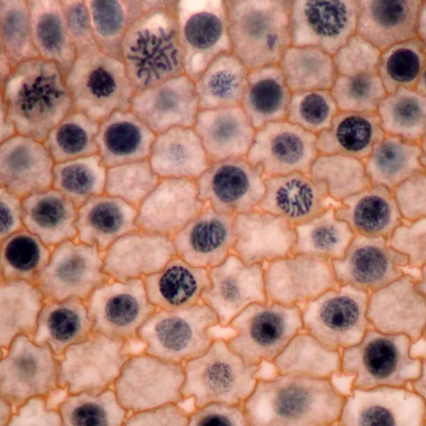 Onion Tip Root Mitosis