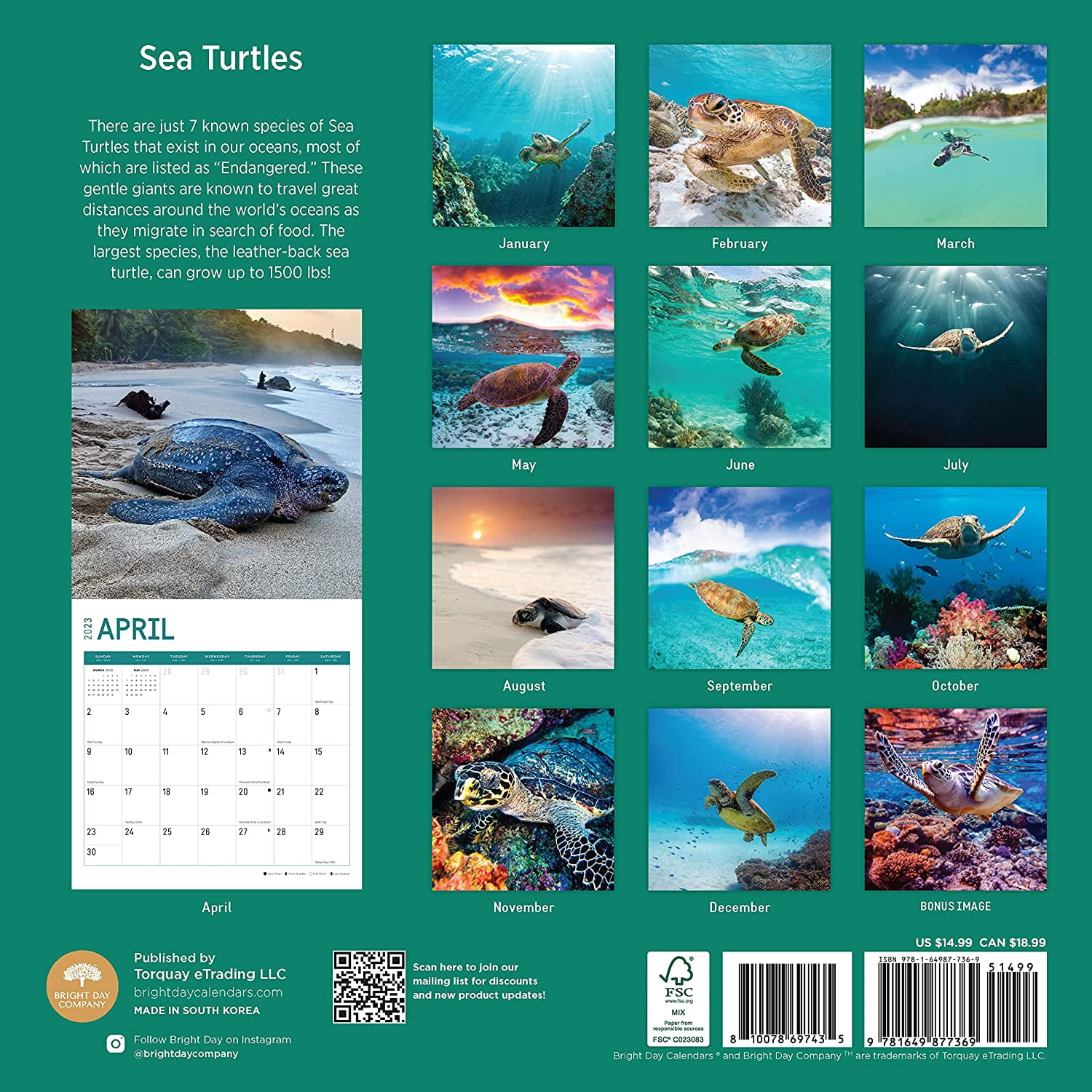 Buy 2023 Sea Turtles Monthly Wall Calendar by Bright Day, 12 x 12 Inch ...