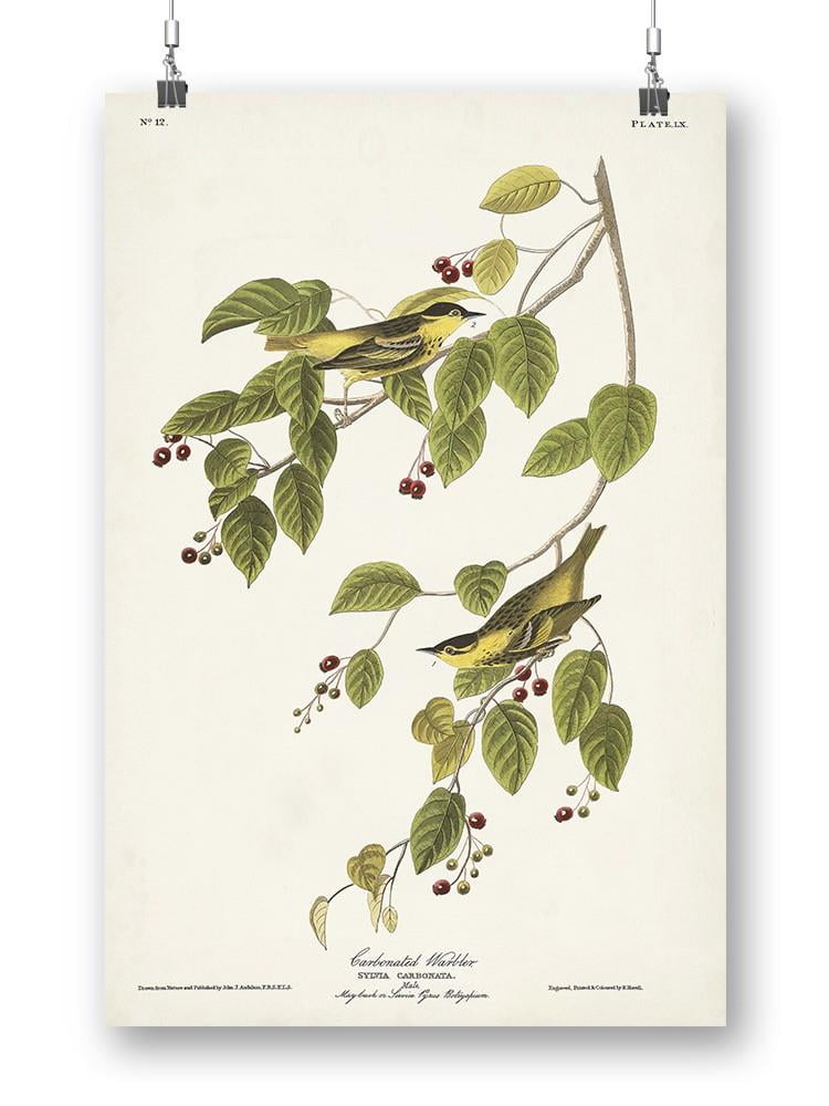 Carbonated Warbler Poster - John James Audubon Designs, - Walmart.com