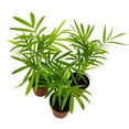 Neanthe Bella Palm 2 inch Set of 3 Chamaedorea elegans Bamboo Parlour ...
