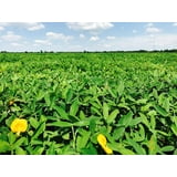 EcoTurf Perennial Peanut Grass - 3 Live Plants - Arachis Glabrata ...