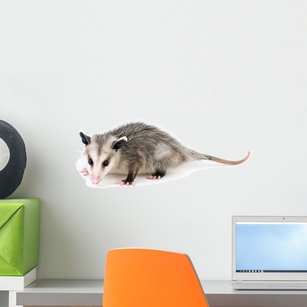 Common Opossum Wall Decal by Wallmonkeys Peel and Stick Graphic (18 in ...