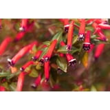 10 Red Cuphea Ignea Seeds, Mexican Firecracker Cigar Plant, Hummingbird ...