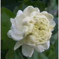 Grand Duke of Tuscany Jasmine Live Plant, Blooming Jasmine Plant Live ...
