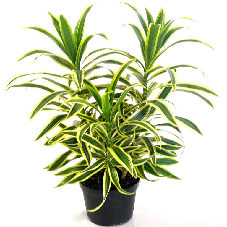 Dracaena Reflexa Pleomele