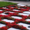 2000 Red Creeping Thyme Seeds for Planting, Heirloom Thymus Serpyllum ...