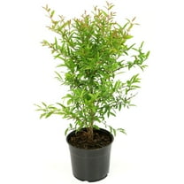 3.25 in. Live Shrub Buddleia Butterfly Bush Royal Razz with Full ...