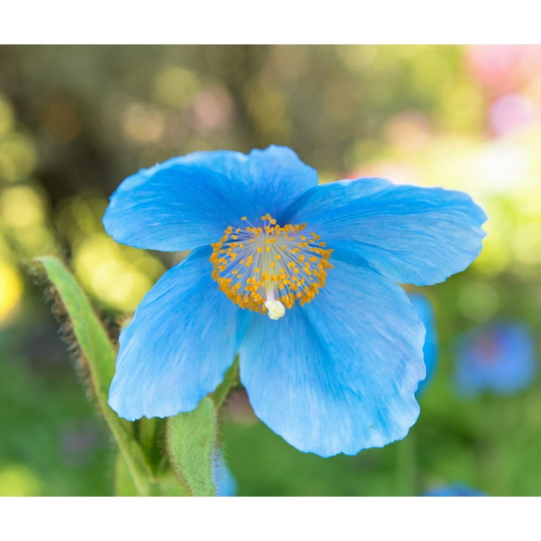 Himalayan Blue Poppy