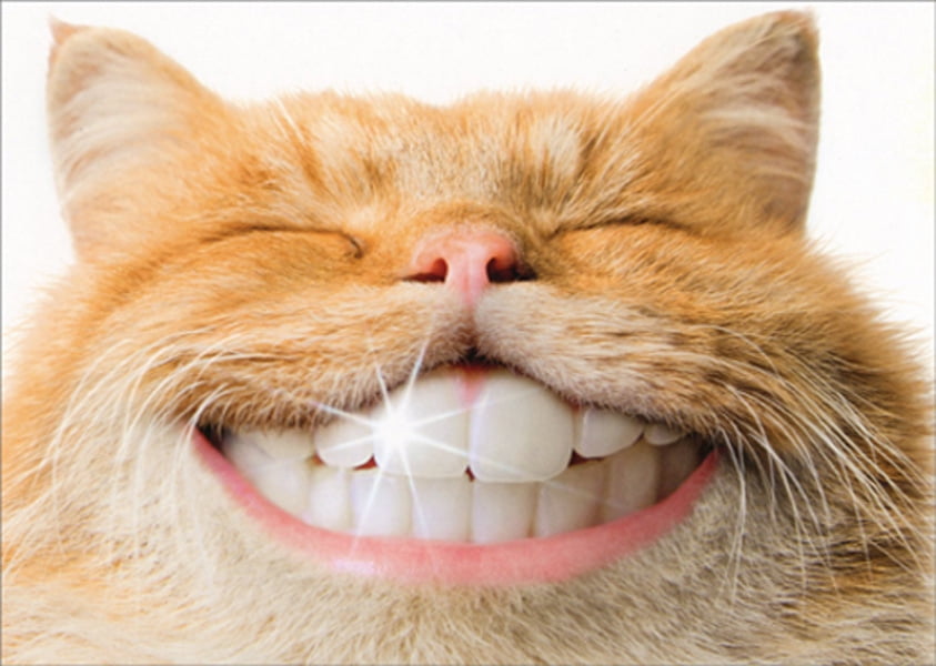 Avanti Press Cat With Shiny Human Teeth Humorous : Funny Support Card ...