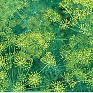 Teddybear Dill Dwarf Fernleaf Dillweed Pickling Pickles Premium Seeds ...