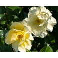 Easy Bee-zy Knock Out Rose, Yellow Fragrant Flowers, Live Perennial ...